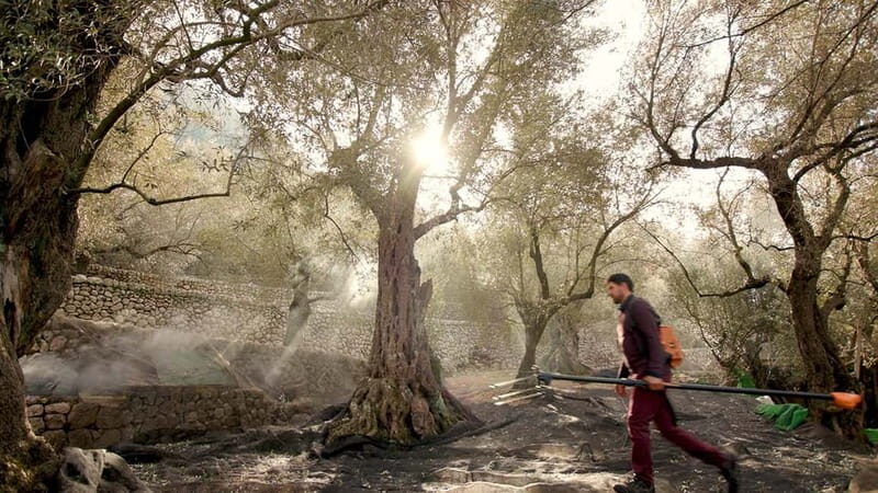 Sóller: Olive Oil Guided Tour and Tasting at Can Det Estate - FAQs