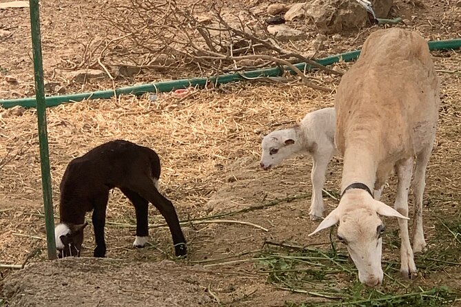 Soller Valley Private Tour and Walking in Orange Paradise - The Walk Down the Valley and Return to Soller