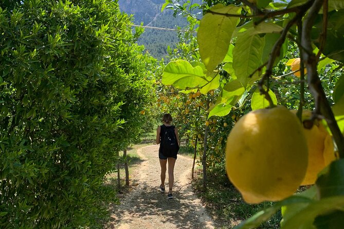 Soller Valley Private Tour and Walking in Orange Paradise - The Sum Up