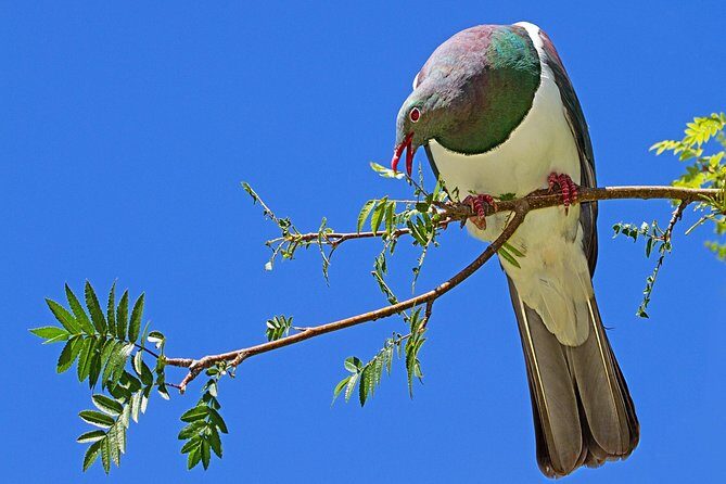 Solo Traveller Full Day Wine Gourmet and Scenic Delights Tour from Blenheim - Introduction