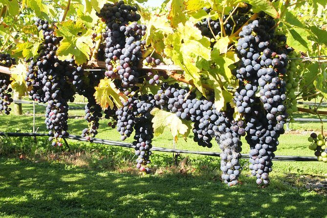 Solo Traveller Full Day Wine Gourmet and Scenic Delights Tour from Blenheim - An In-Depth Look at the Tour Experience