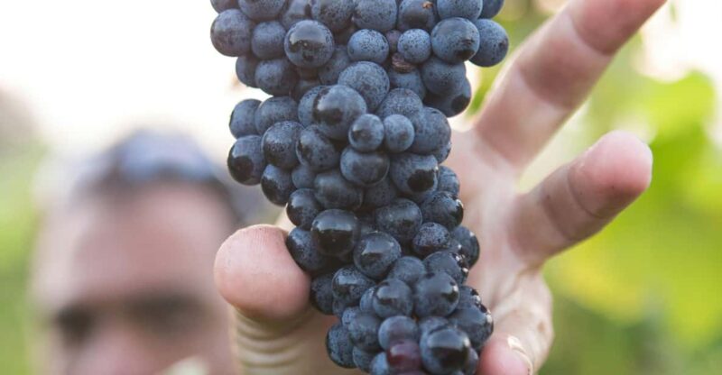 Solvang: Santa Ynez Valley Wine Tours w/ Lunch & Tastings - Key Points