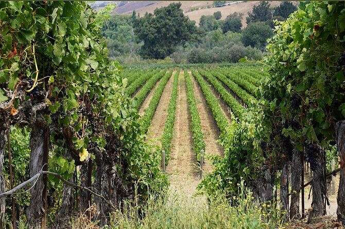 Solvang Ventura Wine Tour by Car - Transportation, Timing, and Group Dynamics