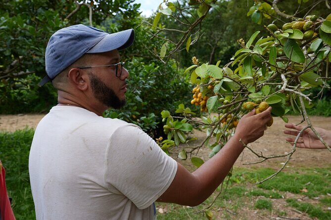 Soma Garden All Inclusive Tropical Fruit Farm Tour - The Experience in Detail: What You Can Expect
