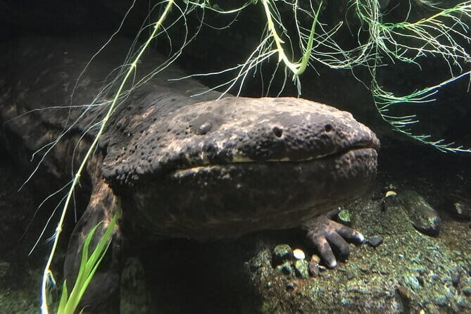 Soni Highlands Eco Adventure and Giant Salamanders From Nagoya - Introduction: An Eco-Friendly Day Out in Central Japan