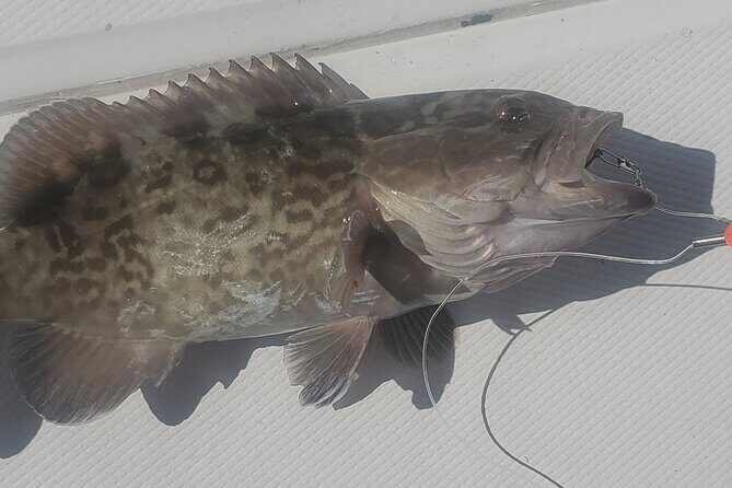 Sonnys Boat Tours Half Day Off Shore Fishing Charter Englewood Fl - Wildlife Watching and Atmosphere