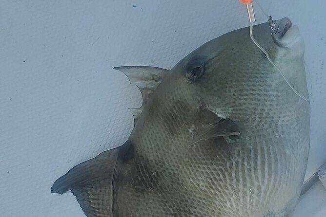 Sonnys Boat Tours Half Day Off Shore Fishing Charter Englewood Fl - What Real Travelers Say