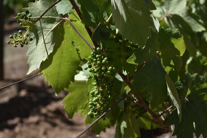 Sonoma And Napa Wine Tour Private Tours 8 to 10 Hours max 14 pax - Who Should Book This Tour?