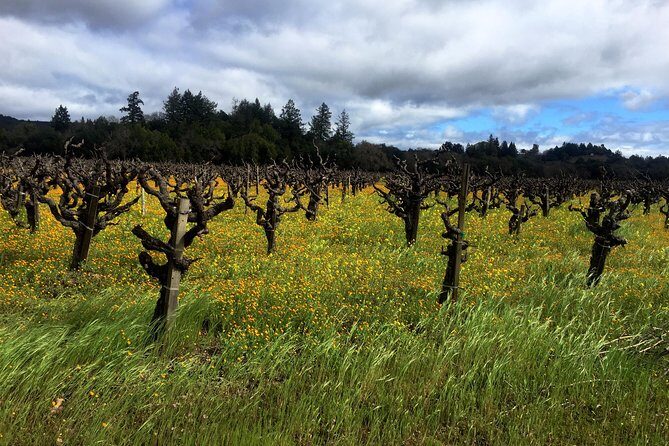 Sonoma & Healdsburg Wine Tours - FAQ