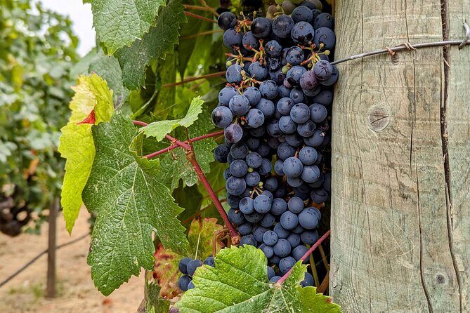 Sonoma Scavenger Hunt Walking Tour & Game - What Do Travelers Think?