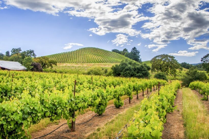 Sonoma Valley: Guided Winery Tour with Picnic Lunch - Who Will Love This Tour?