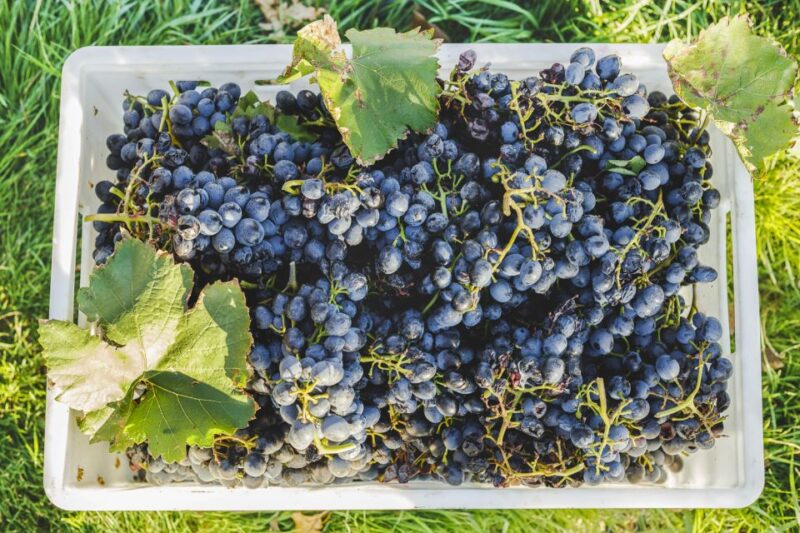 Sonoma Valley: Guided Winery Tour with Picnic Lunch - Who Will Love This Tour?