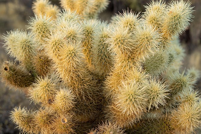 Sonoran Desert Jeep Tour - Frequently Asked Questions