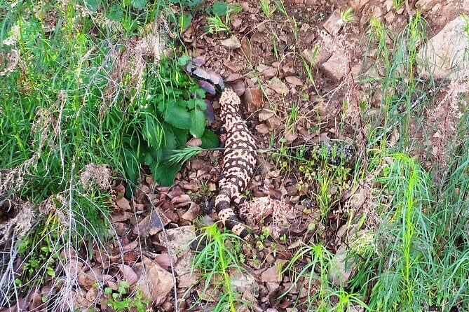 Sonoran Desert To MountainTop Jeep Tour minutes from Scottsdale - Summary: Is This Tour Worth It?
