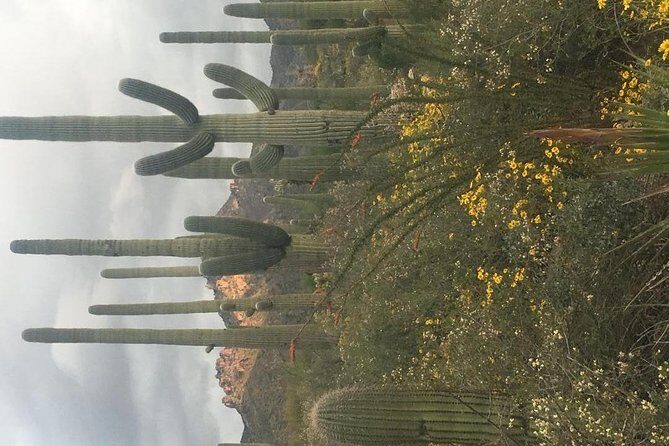 Sonoran Desert- Wild Foods and Traditional Skills - Practical Details and Tips for Travelers