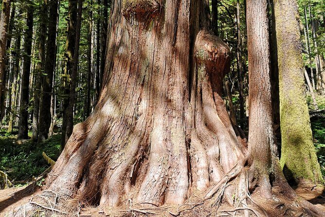 Sooke to Port Renfrew: Wild Pacific Adventure - An In-Depth Look at the Wild Pacific Adventure
