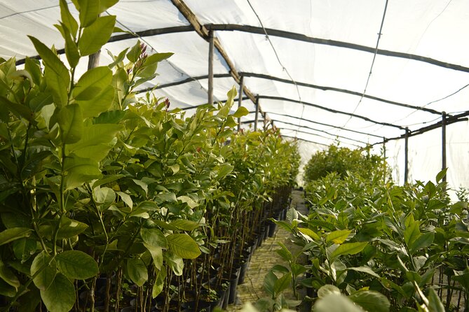 Sorrento: at the Vivaio by E-Bike with Limoncello Tasting - An In-Depth Look at the Tour