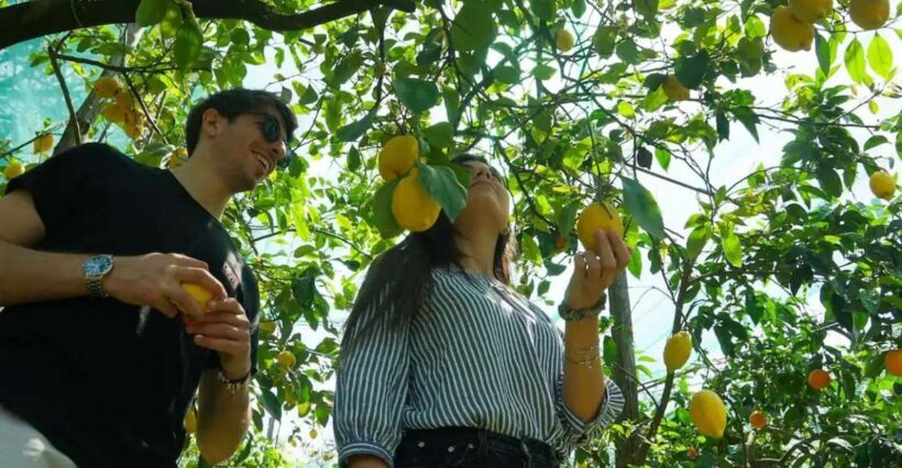 Sorrento: Authentic Lemon Experience in a Farm with Tastings - A Deep Dive into the Lemon Farm Experience in Sorrento