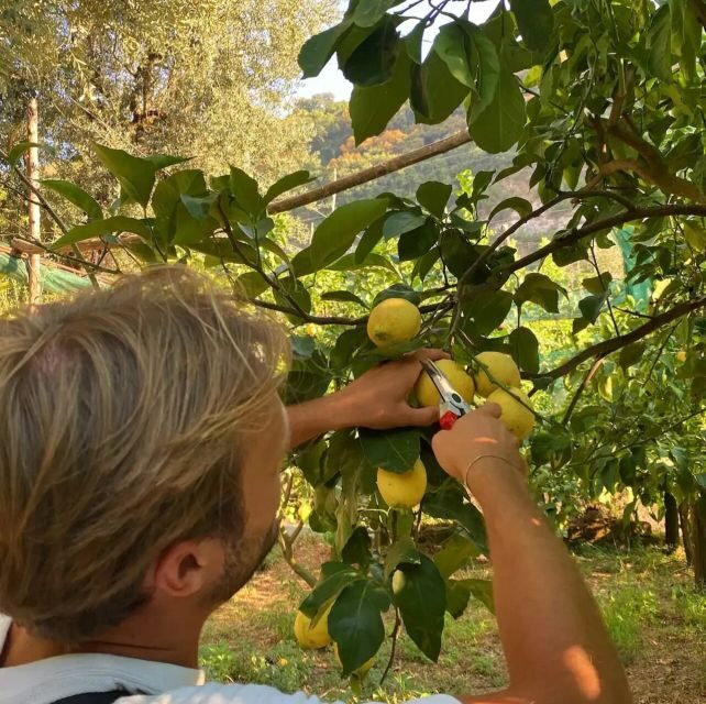 Sorrento: Authentic Lemon Experience in a Farm with Tastings - Value Analysis: Is It Worth the Price?