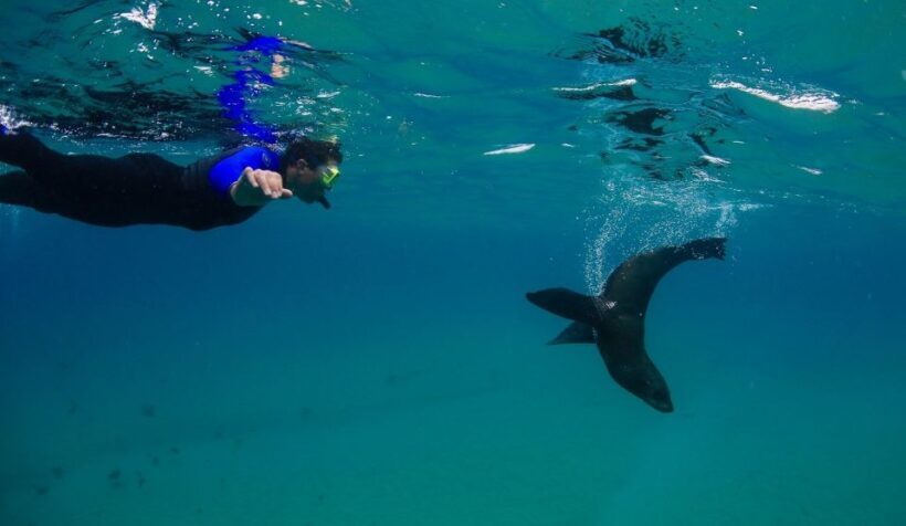Sorrento: Boat Tour & Snorkeling with the Seals with Lunch - An In-Depth Look at the Experience