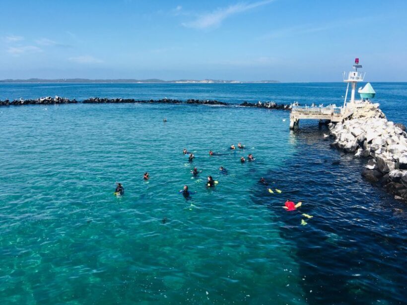 Sorrento: Dolphins & Seals Snorkeling Cruise w/ Lunch - Key Points