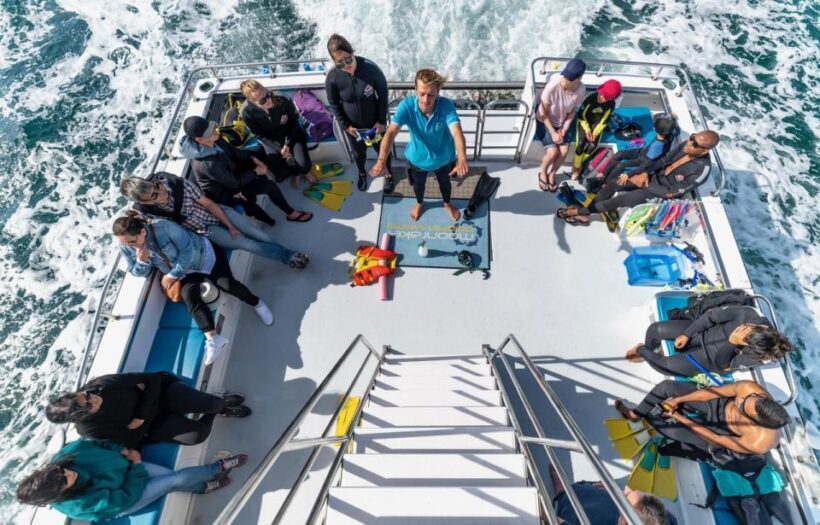 Sorrento: Dolphins & Seals Snorkeling Cruise w/ Lunch - A Detailed Look at the Experience