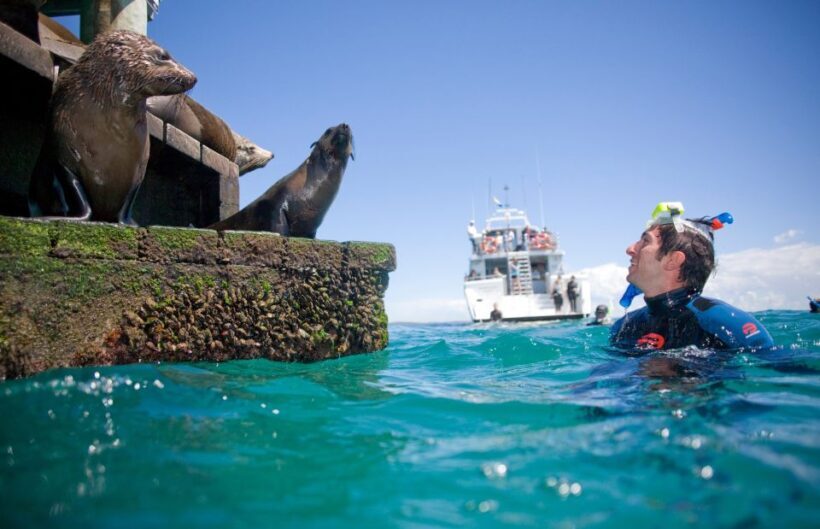 Sorrento: Dolphins & Seals Snorkeling Cruise w/ Lunch - Reviews: What Others Are Saying