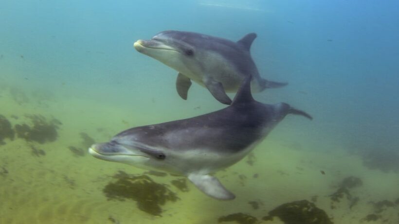 Sorrento: Dolphins & Seals Snorkeling Cruise w/ Lunch - Who Should Consider This Tour?