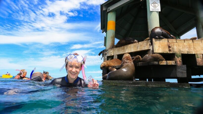 Sorrento: Dolphins & Seals Snorkeling Cruise w/ Lunch - The Sum Up: Is It Worth It?