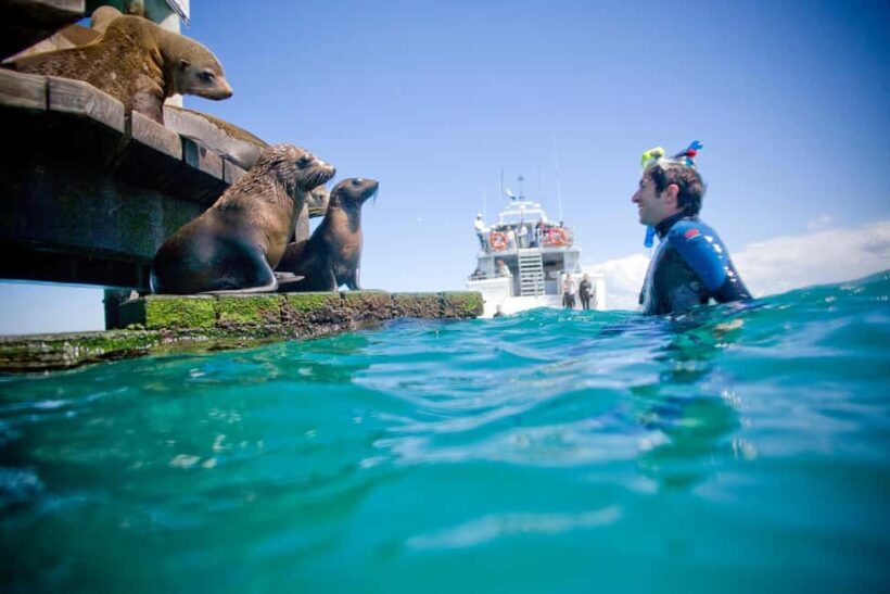 Sorrento: Dolphins & Seals Snorkeling Cruise w/ Lunch - FAQ