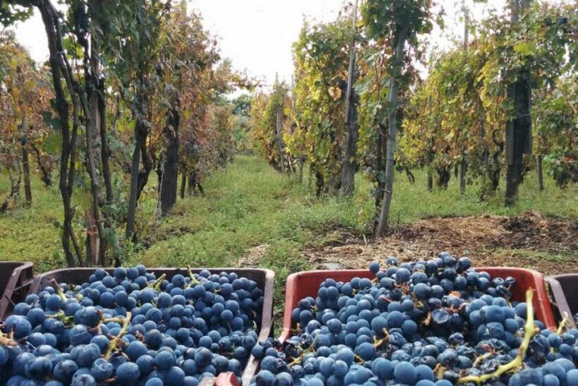 Sorrento: Family Farm Experience with Lunch - An In-Depth Look at the Experience