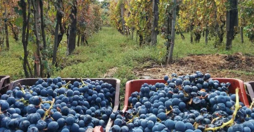 Sorrento: Family Farm Experience with Lunch - The Value for Your Money