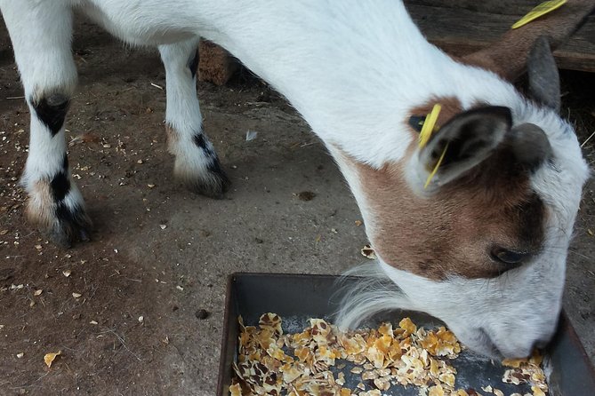 Sorrento Farm and Food Experience including Olive Oil, Limoncello, Wine tasting - Who Should Book This Tour?