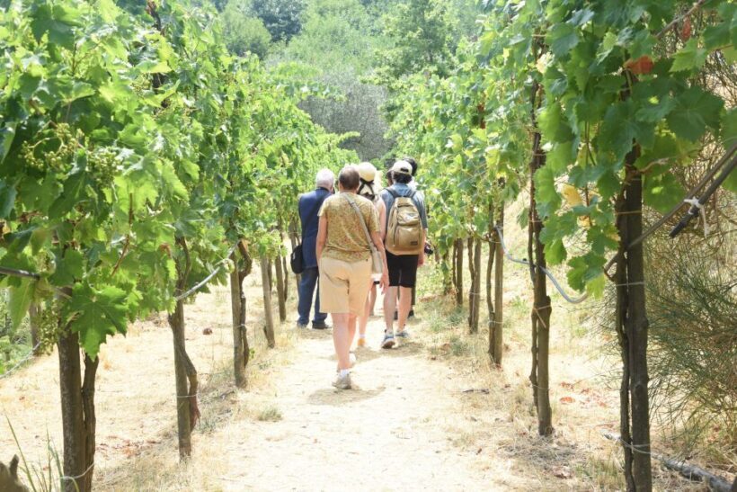 Sorrento Farm Experience: Pizza, Cheese, Wine & More - Who’s This Tour For?