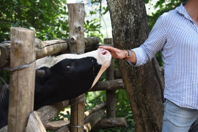 Sorrento Farm Experience: Wine Tasting, Pizza and Cheese Making - Farm Itinerary and Inclusions