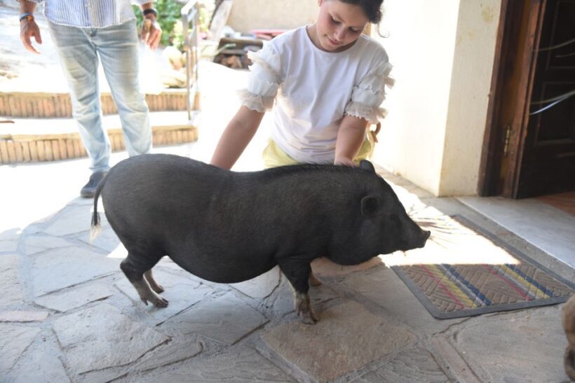 Sorrento: Farm Tour with Cheese Tasting & Pizza Making Class - An In-Depth Look at the Experience