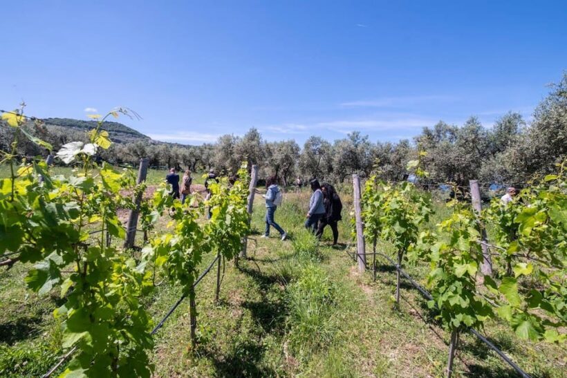Sorrento: Full Wine Tasting Experience in a Historic Winery - Final Thoughts