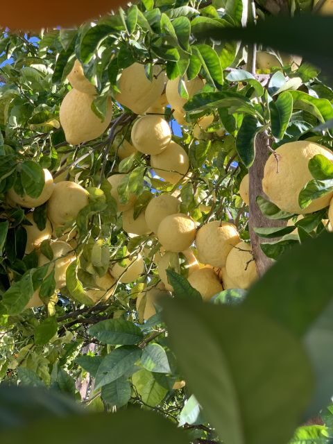 Sorrento: Lemon Garden Tour with Marmalade Tasting - An In-Depth Look at the Lemon Garden Tour