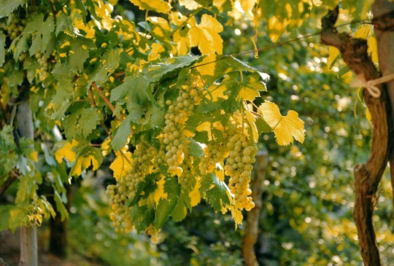 Sorrento: Lemon, Olive Oil and Wine Tasting Tour With Lunch - Itinerary Details