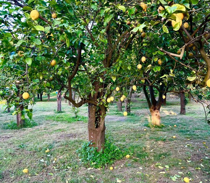 Sorrento Lemon Tour - Key Points
