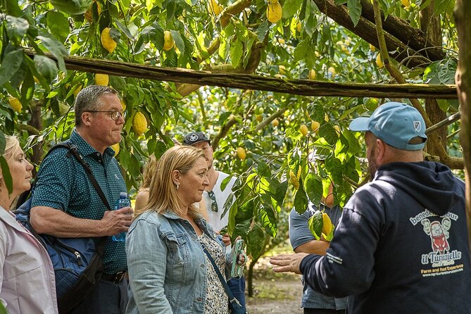 Sorrento Lemons Grove and Farm Tour Tasting With Pizza Class - Mastering the Art of Neapolitan Pizza Making