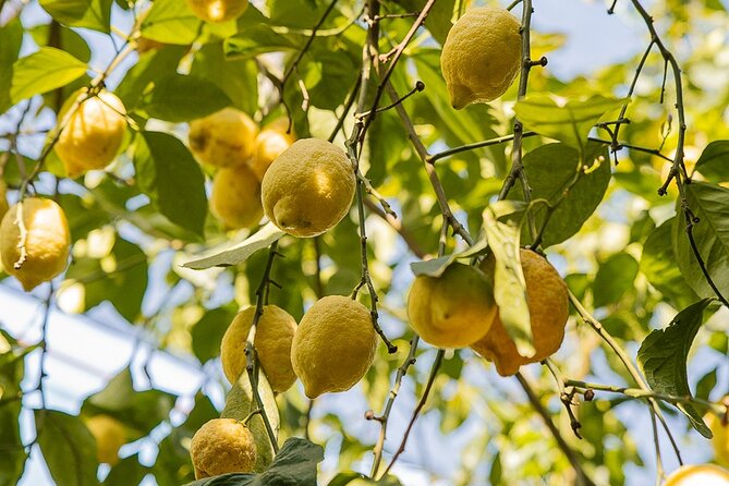 Sorrento Lemons Grove and Farm Tour Tasting With Pizza Class - Experiencing the Essence of Sorrento Limoncello
