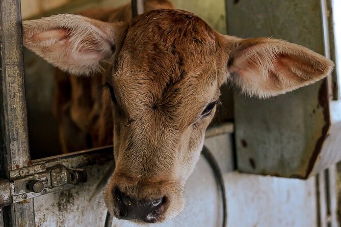 Sorrento Lemons Grove and Farm Tour Tasting With Pizza Class - Embracing the Warmth of Sorrentos Hospitality
