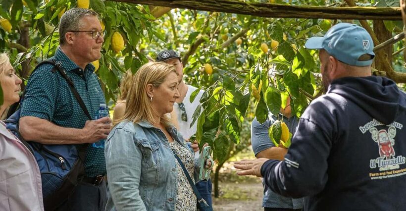 Sorrento: Lemons grove&cheese show with local food tasting - Practicalities and Logistics
