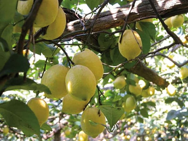 Sorrento: Night time Walking Tour & Limoncello Tasting - FAQ