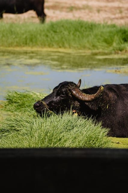 Sorrento: Paestum Temples & Buffalo Mozzarella Farm Tour - Overall Experience and Reviews