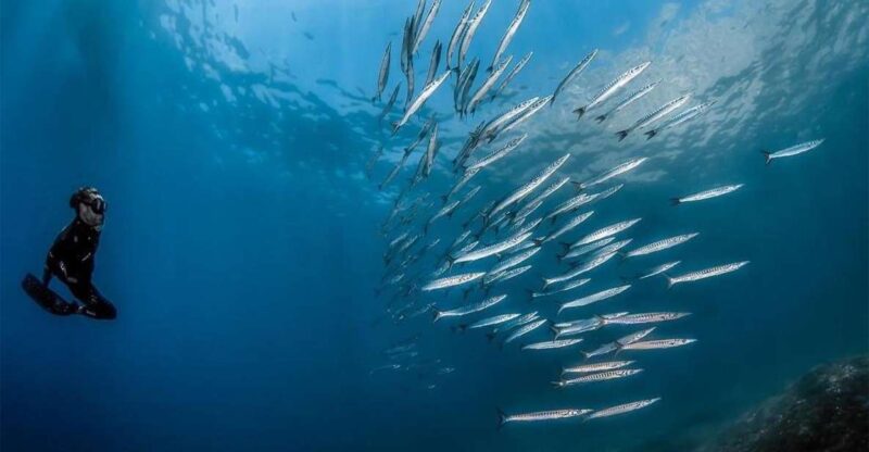 Sorrento: Snorkeling Morning Tour With a Marine Biologist. - Discovering Marine Life