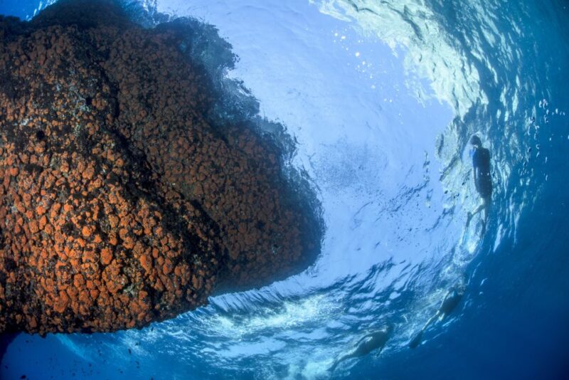 Sorrento: Snorkeling Morning Tour With a Marine Biologist. - Frequently Asked Questions