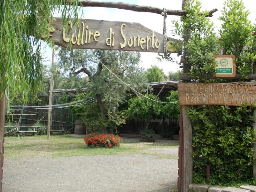 Sorrento: Walking Tour in Lemon Garden w/ Food Tasting - The Sum Up
