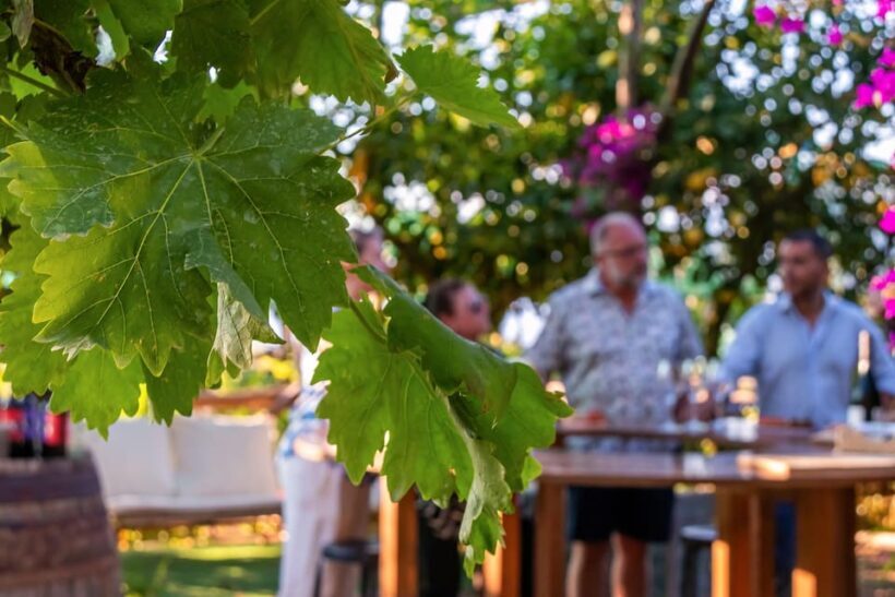 Sorrento: Wine Tasting Overlooking the Sea in a Lemon Grove - A Scenic Journey into Sorrento’s Wine Culture